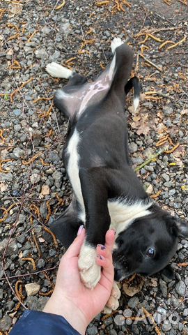 Собака в добрые руки