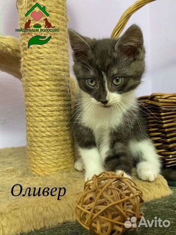 Котенок мальчик бесплатно