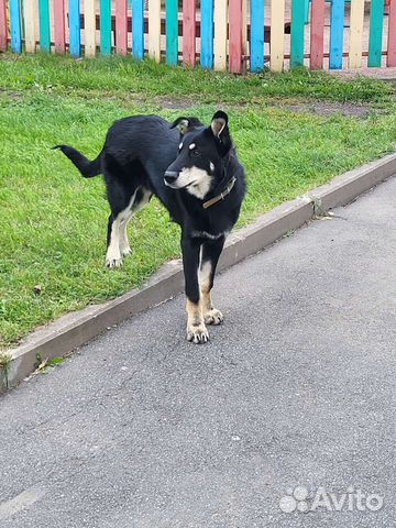 Собака в добрые руки