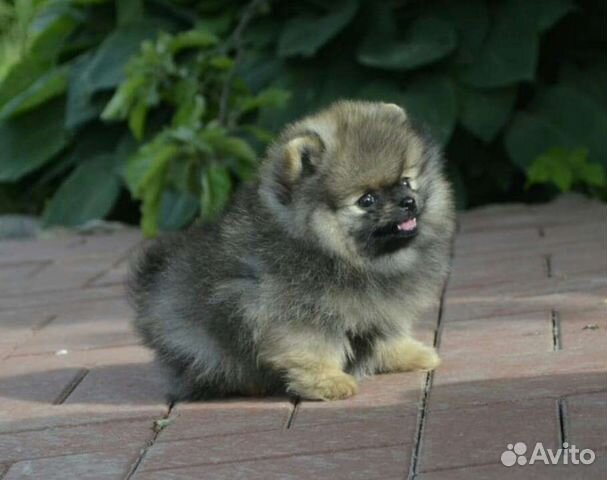 Мишка топтыжка