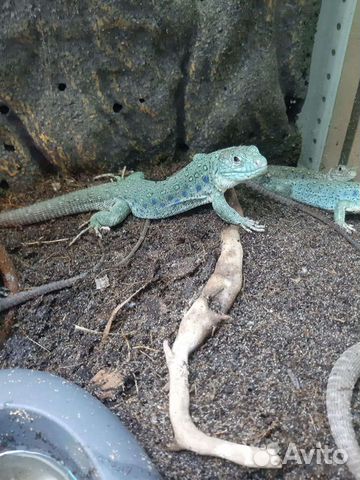 Жемчужные ящерицы(Глазчатая) Timon lepidus