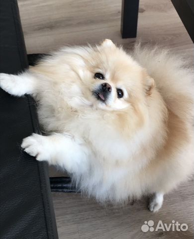 Немецкий шпиц бесплатно