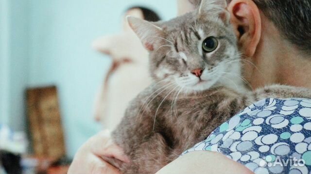 Кошка дымчатого окраса