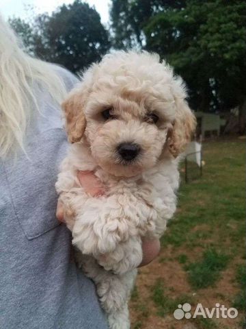 Мальтипу mini