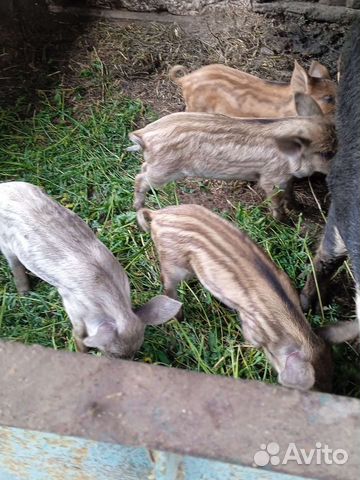 Поросята венгерской мангалицы