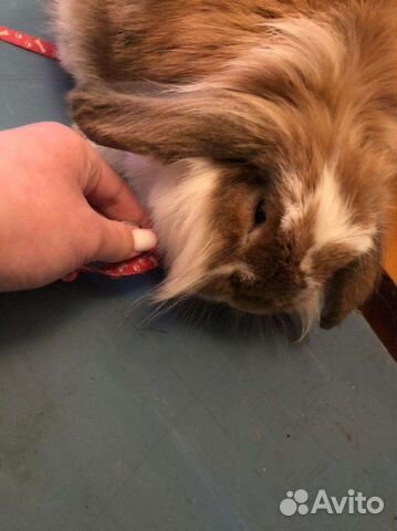 Декоративные кролики вислоухие