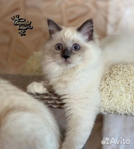 Девочка рэгдолл