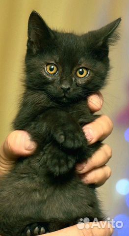 Котенок- черный, ласковый и любопытный