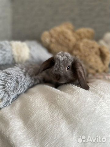 Кролик баран вислоухий