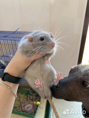 Три крысы с клетой и всем необходимым