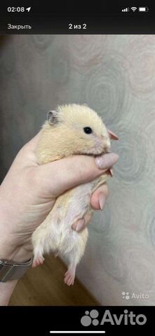 Сирийские хомячки