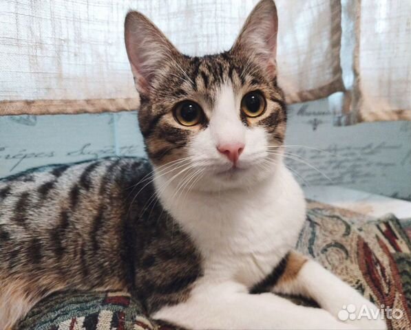 Кузя, кот-заяц