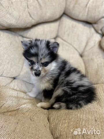 Щенки помски