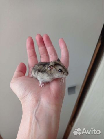 Джунгарский хомяк