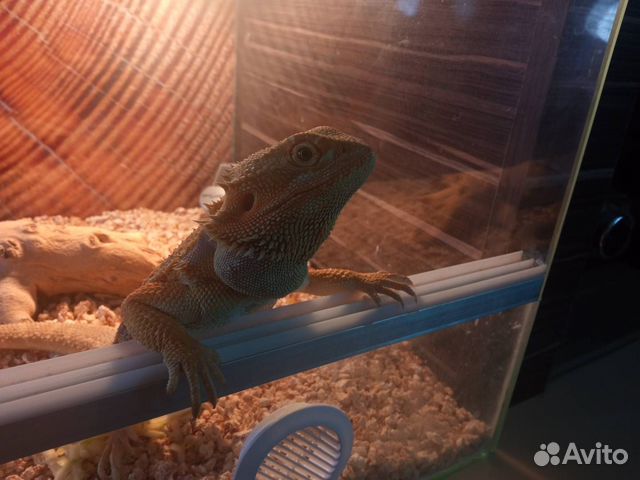 Бородатая агама самец с террариумом