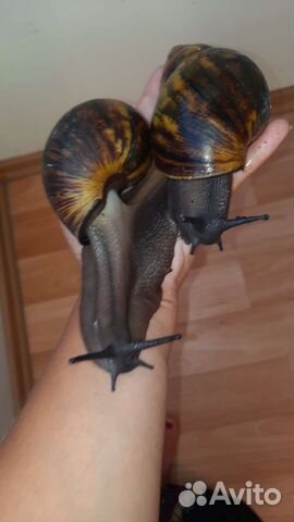 Улитки ахатины