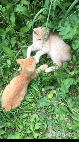 Котята Курильский бобтейл