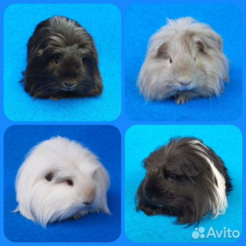 Морские свинки