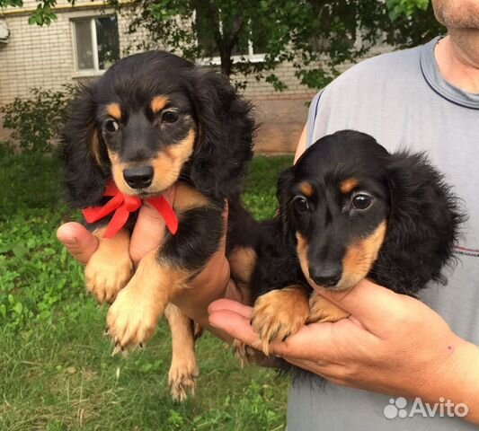 Длинношерстная такса