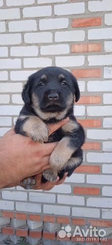 Щенок немецкой овчарки помесь