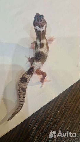 Гекон эублеофар