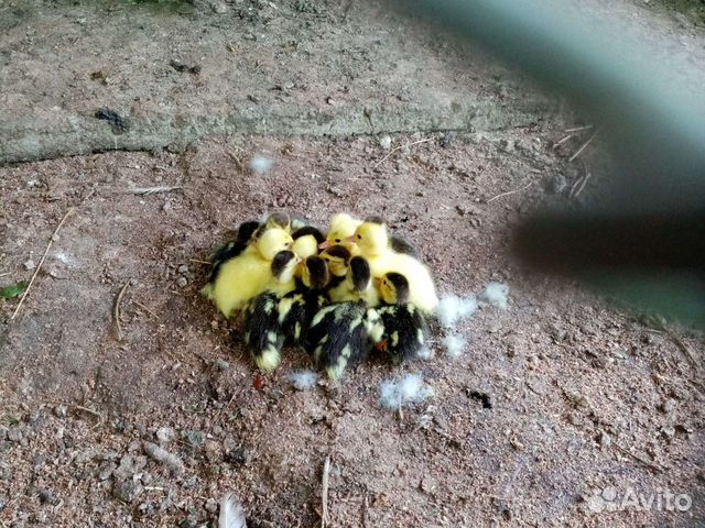 Индоутята суточные