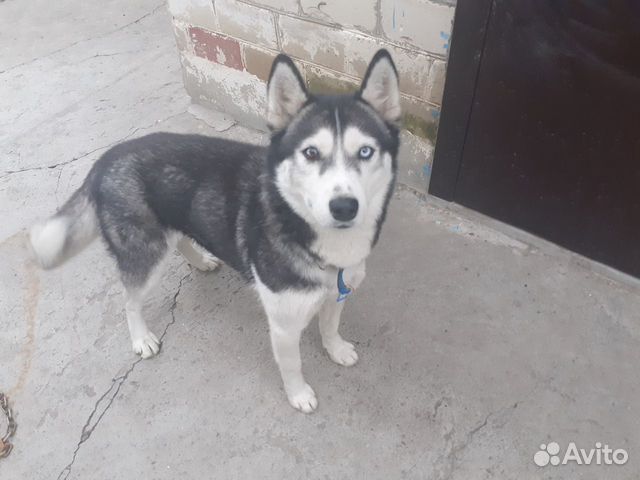 Девочка Хаски в хорошие руки