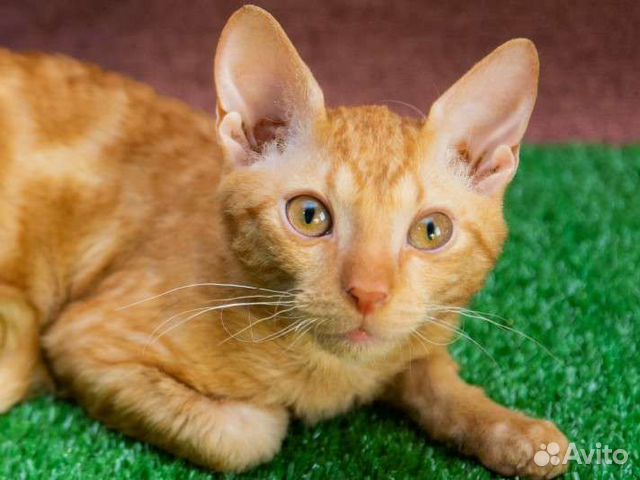 Уральский рекс красный мрамор