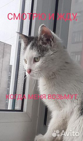 Котёнок мурка, 2.5 мес. белого окраса с чёрным