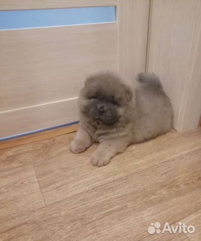 Чау-чау красавчик мальчик
