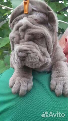 Мастино неаполитано