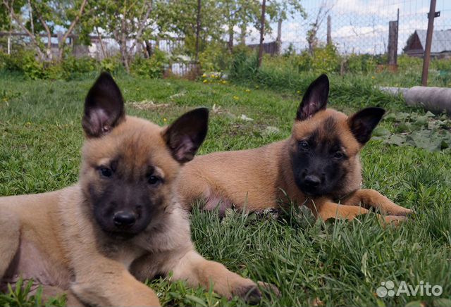 Продаются щенки