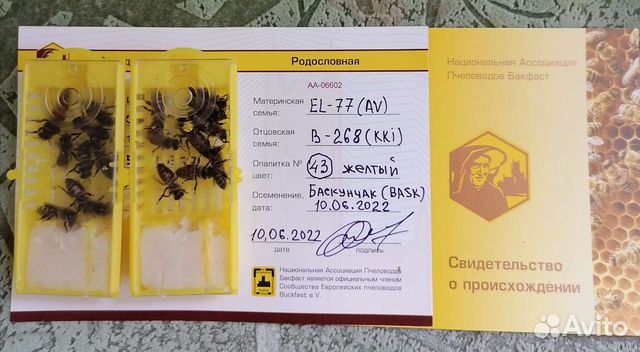 Пчеломатки с изолированного облётника