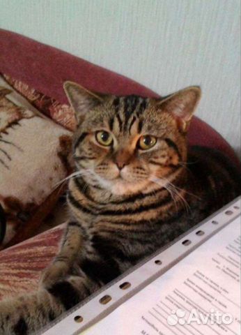Кот