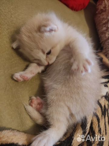 Кошки в добрые руки бесплатно