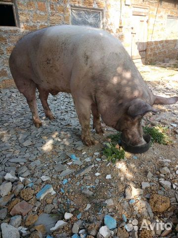 Хряк на племя