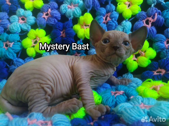 Канадский чудо котик Сфинкс