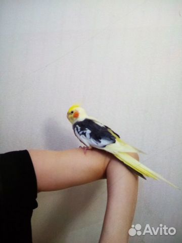 Ручной говорящий попугай
