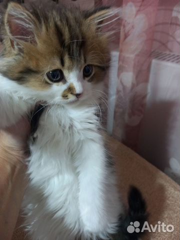 Продам котенка