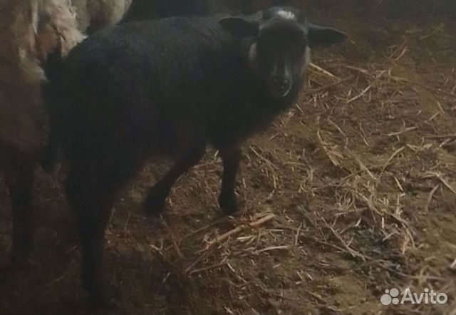 Романовские ягнята