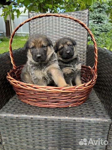 Щенки немецкой овчарки