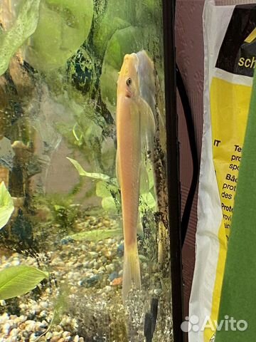 Гиринохейлус