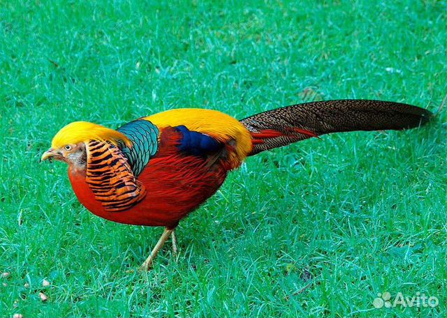 Золотой фазан