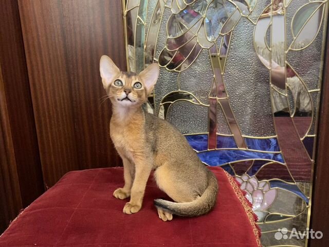 Абиссинские Тео и Дора