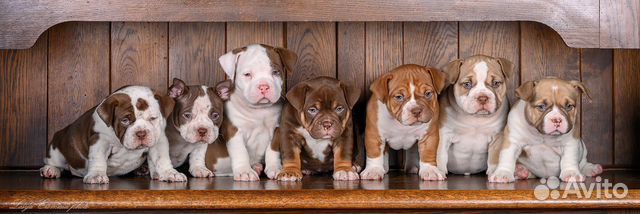 Щенки Булли из питомника