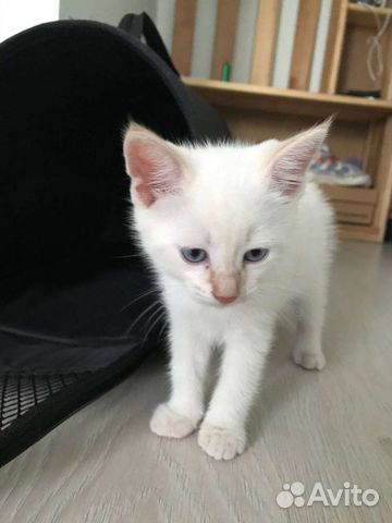 Котенок