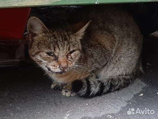 Кошка в ужасном состоянии