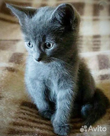 Котенок 2 месяца метис Русская голубая