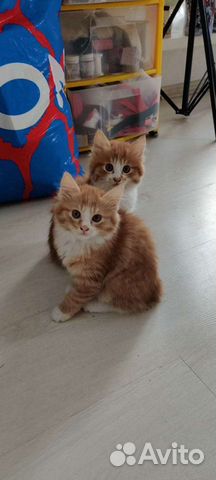 Курильский бобтейл