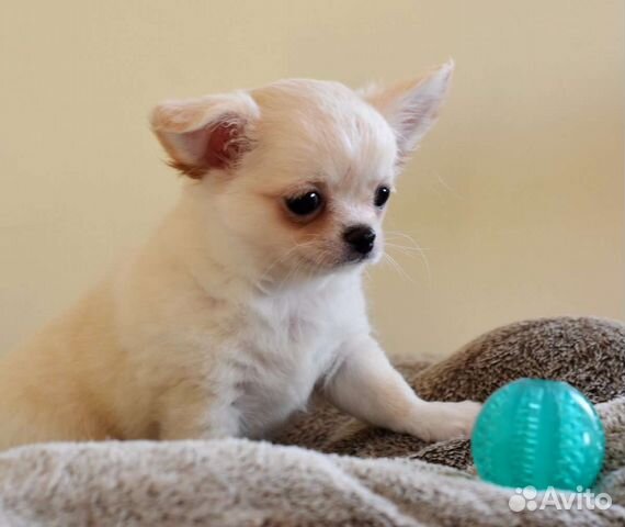 Щенки чихуахуа большой выбор